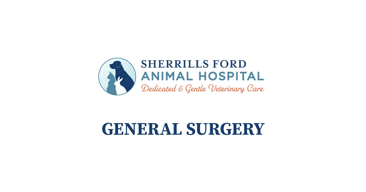General Surgery - Sherrills Ford Animal Hospital